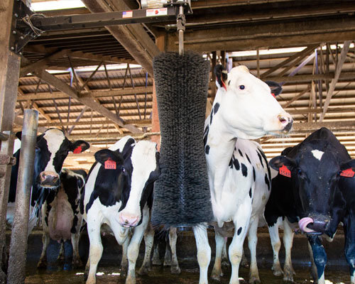 Future Cow - Agri-Comfort