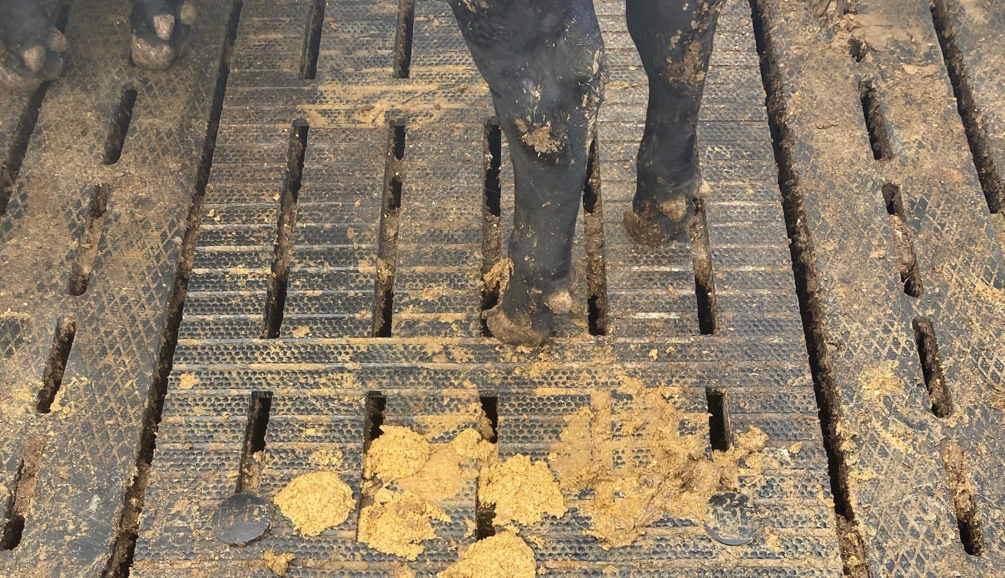 Premier Slat Rubber Flooring - Agri-Comfort