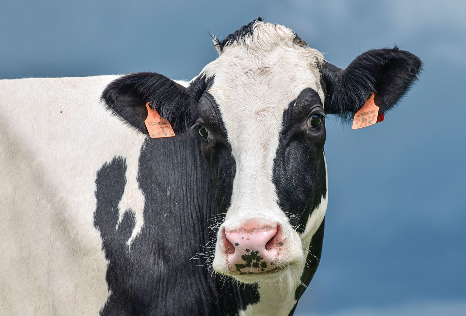 Focus on 5 - Agri-Comfort